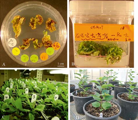 Agrobacterium Tumefaciens Strain Eha105 Mediated Transformation Of