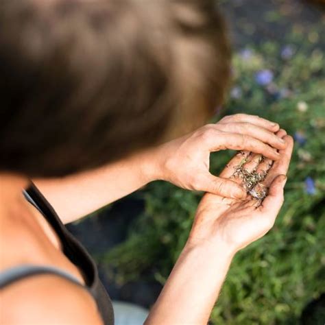 Introduction To Seed Saving How To Save Seeds