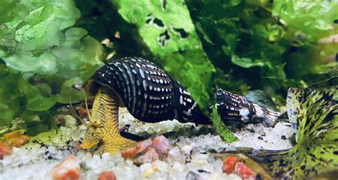 Rabbit Snail R Aquaticsnails