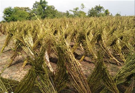 နတ်မောက်မြို့နယ်၌ ယခုနှစ်ဆောင်းသီးနှံများစိုက်ပျိုးခဲ့ရာ ဆောင်းနှမ်းလျင်များ ရိတ်သိမ်းလျက်ရှိ