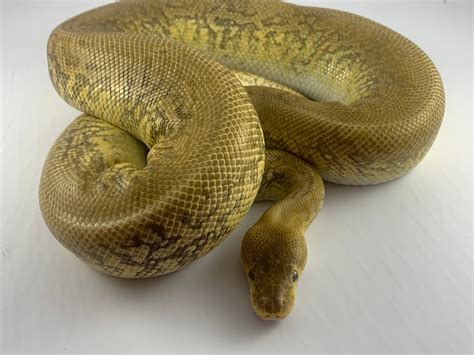 Monsoon Ball Python Traits Morphpedia
