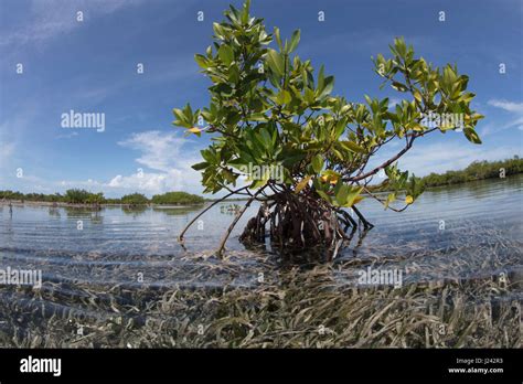 Tree Roots Red Mangrove Underwater Hi Res Stock Photography And Images Alamy