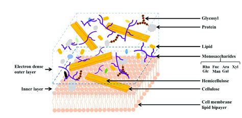Cell Wall Structure And Chemical Compositions Of Chlorella Vulgaris C Download Scientific