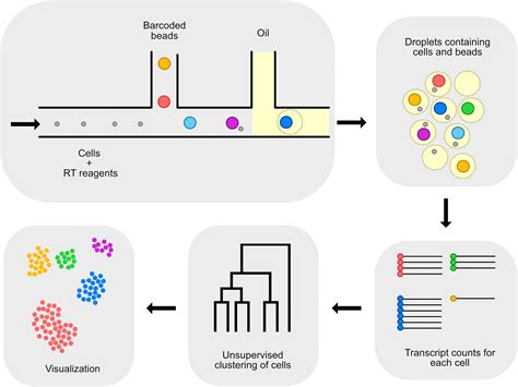 Transcriptomics And Single‐cell Rna‐sequencing Chambers 2019