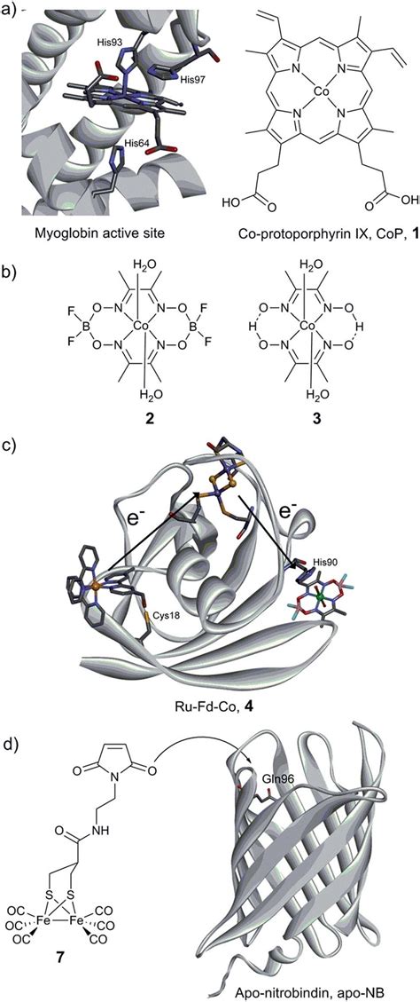 A Structure Of The Active Site Of Myoglobin Pdb Id 1yoi 135 Download Scientific Diagram