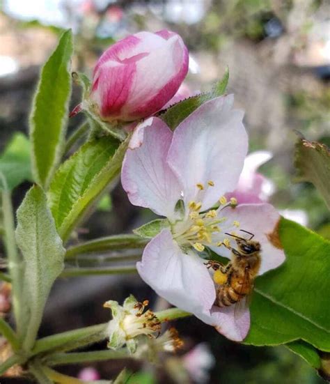 Tree Chill Hours At Janet Cantrell Blog