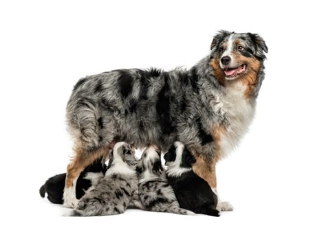 Collie Australian Shepherd Mix Puppies