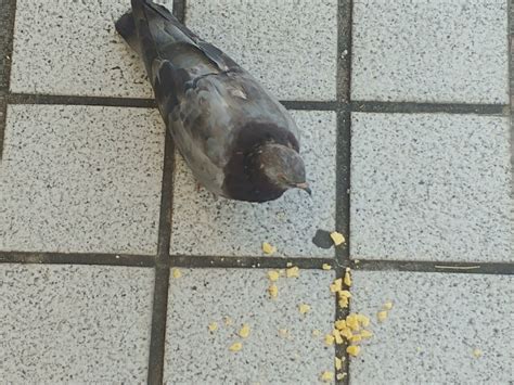 비둘기랑 까치 까마귀 새 보고가소 포텐 터짐 최신순 에펨코리아