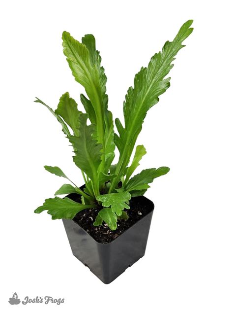 Asplenium Campio Champions