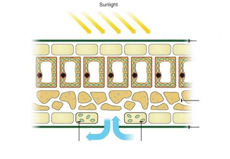 Structure Of A Mesophytic Leaf Diagram Quizlet
