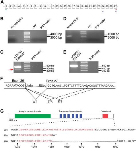 Discovery Of Novel Alternative Splicing Pattern Within Exon 27 Of