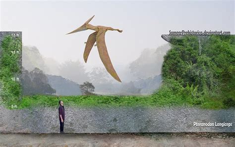 Pteranodon Facts And Pictures