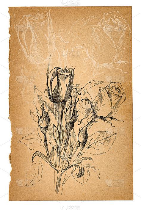 花素描在旧纸上