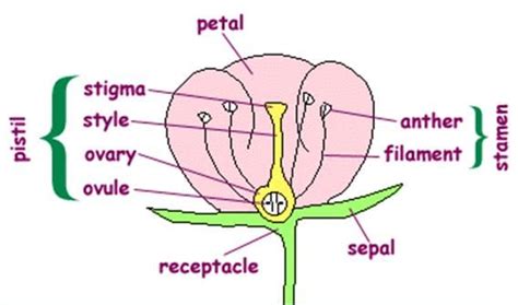Class 6 Science Chapter 4 Question Answers Getting To Know Plants