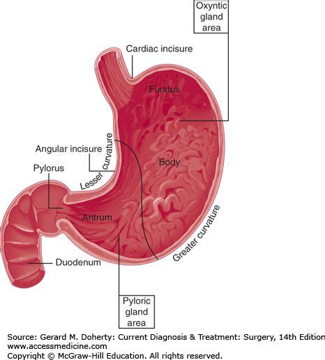 Stomach And Duodenum Gastrointestinal System Stomach Mcgraw Hill
