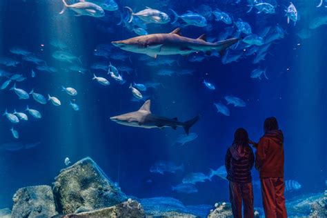 Brooklyn Luxury Apartments 1515 Surf