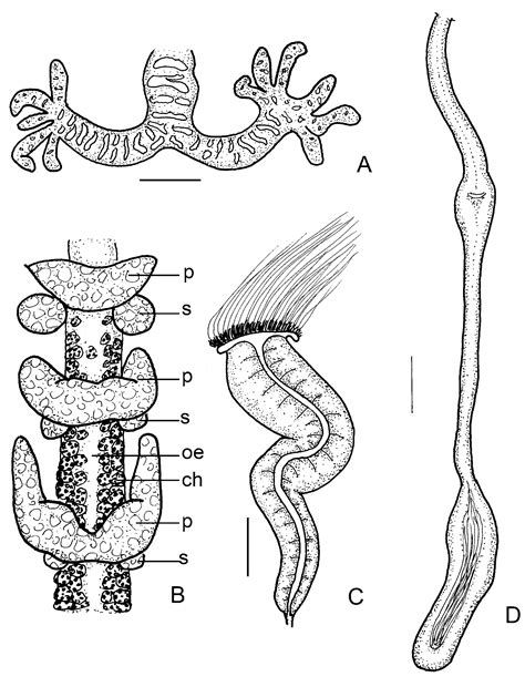 Figure 7 In Three New Hemienchytraeus Species Enchytraeidae Oligochaeta Annelida From Korea