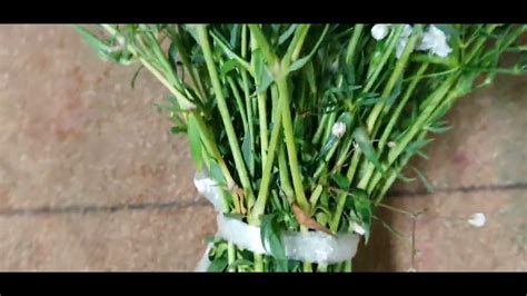 안개 오버타임 생화 생화택배 생화도매 인터넷꽃시장 인터넷꽃도매 장미대량구매 꽃 꽃종류 꽃다발 꽃도매 꽃시장 부산꽃시장 김해꽃시장 꽃쇼핑몰 김해꽃 부산꽃 꽃싸게사는법