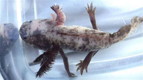 Understanding Axolotl Gill Development And Function