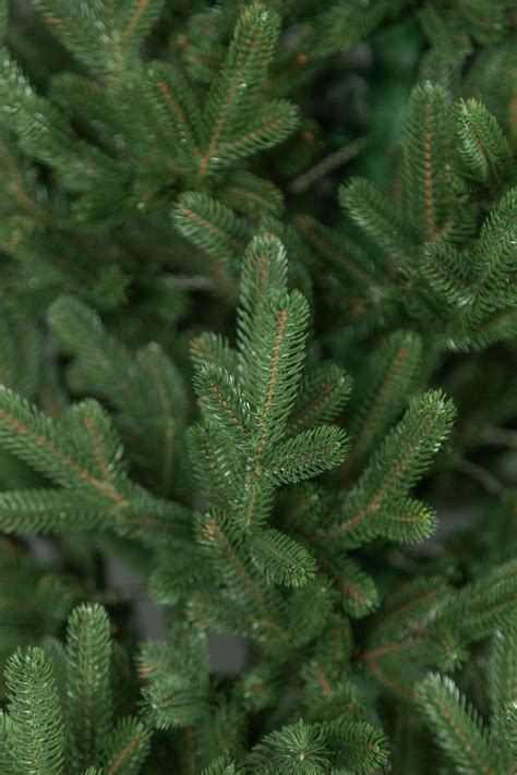 ᐉ Ялинка лита Sigagroup Віденська 2 10 м Зелений Sg2984840012097 • Краща ціна в Києві Україні