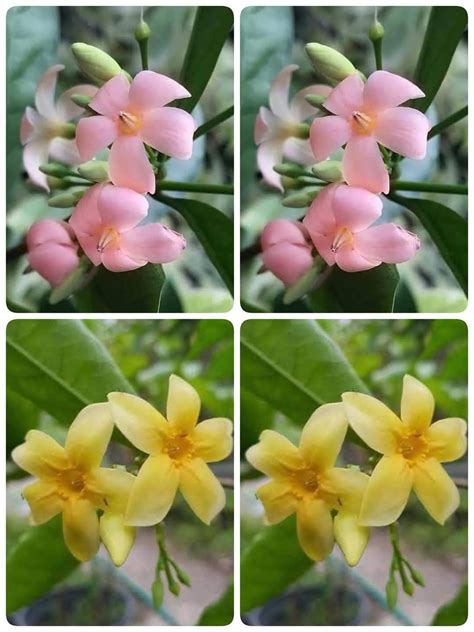 ต้นไม้สวยบ้านคุณขวัญ Added A New Photo ต้นไม้สวยบ้านคุณขวัญ