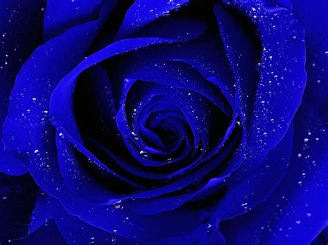 Blue Rose Wallpapers Top Free Blue Rose Backgrounds Wallpaperaccess