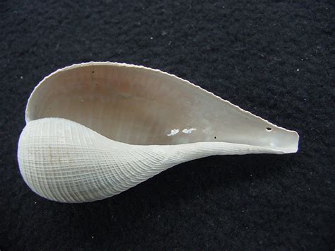 Ficus Caloosahatchiensis Fragile Fossil Shell Gastropod Ff 3 Southern