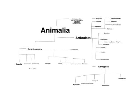 Animal Cladogram