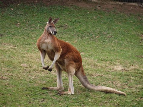 Kangaroo 800