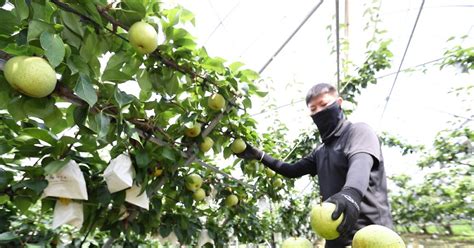 농진청 달콤한 녹색 배 슈퍼골드 수확
