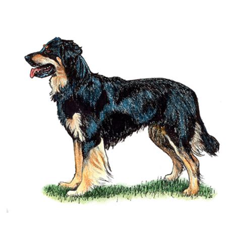 Hovawart Breed Information Traits And Care