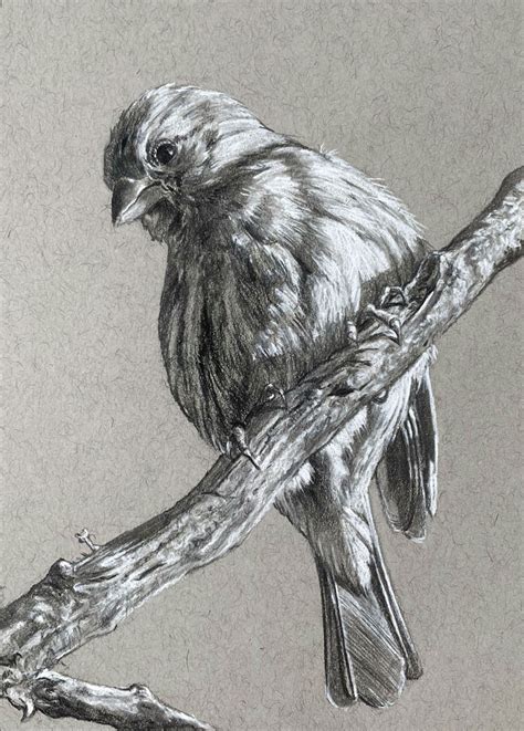 Graphite Pencil Drawing