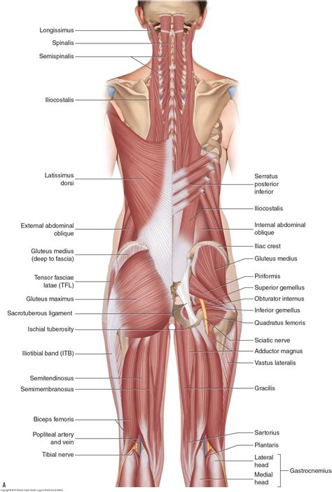 Hamstring Strain Archives Learn Muscles