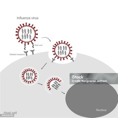 인플루엔자 바이러스의 감염 경로는 바이러스 분자와 인간 세포의 각각 시알산과 시알화 수용체를 통해 숙주세포를 공격하는 것이다 A형 인플루엔자 바이러스에 대한 스톡 벡터 아트