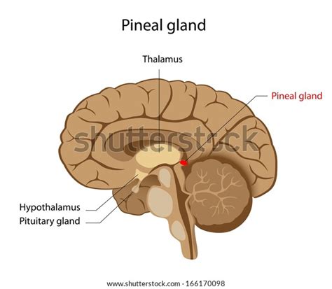 Pineal Gland Labeled Diagram Stock Illustration 166170098