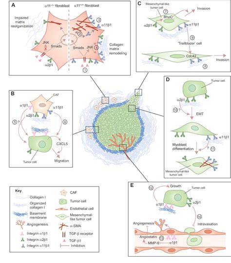 Figure 2 From The Integrin Collagen Connection A Glue For Tissue Repair Semantic Scholar