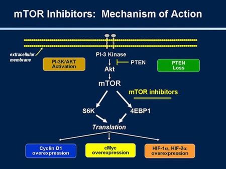 Targeted Therapies In Advanced Renal Cell Carcinoma Slides With
