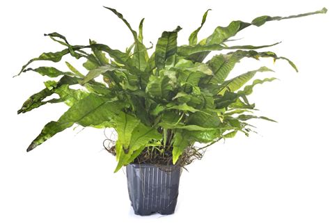 Java Fern Microsorum Pteropus Ultimate Care Guide Fish Laboratory