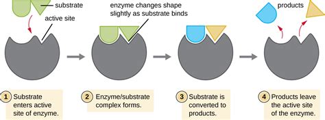 Energy Matter And Enzymes · Microbiology