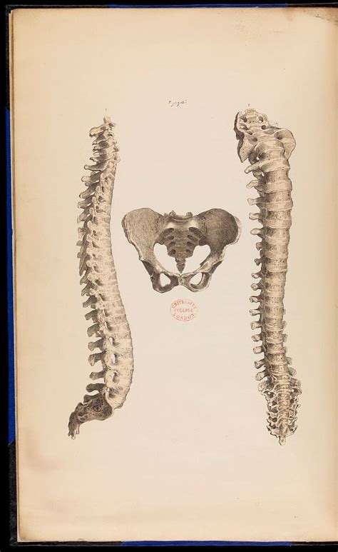 An Atlas Anatomical Plates Human Free Photo Illustration Rawpixel