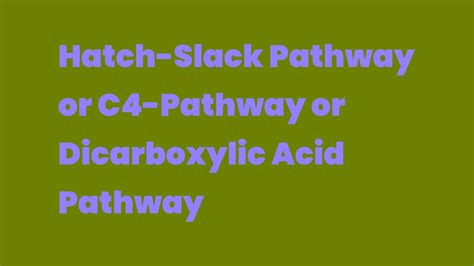 Hatch Slack Pathway Or C4 Pathway Or Dicarboxylic Acid Pathway Write A Topic