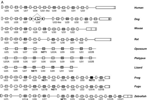 Figure 2 From Analysis Of C D Box Snorna Genes In Vertebrates The Number Of Copies Decreases In
