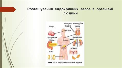 Презентація до уроку Залози внутрішньої та змішаної секреції біологія 8 клас