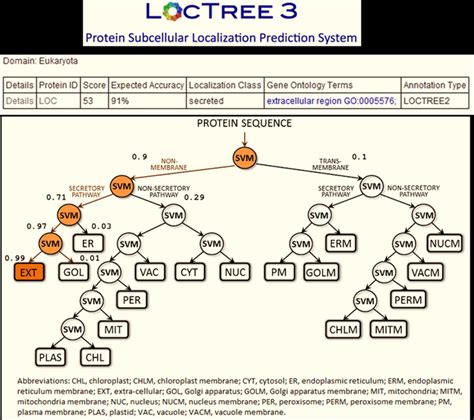The Loctree3 Prediction Result Output For Input Protein Sequence Download Scientific Diagram