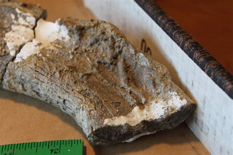 Dinosaur Rib Fossil ID The Fossil Forum