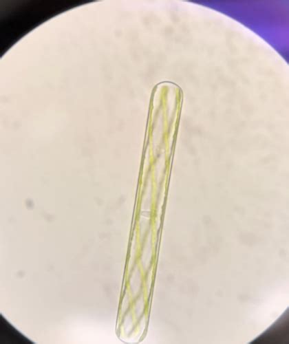 Biol 123 Lab Final Flashcards Quizlet