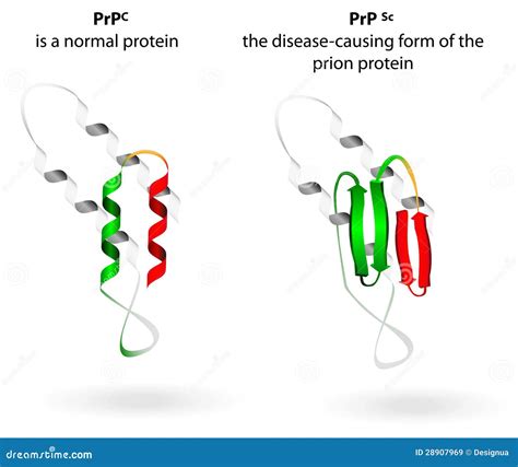 Human Prion Protein Hprp Associated With Neurodegenerative Diseases Including Kuru Bse And