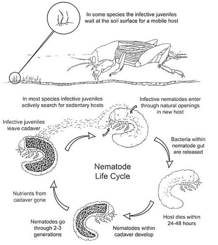 Life Cycle Nematoda