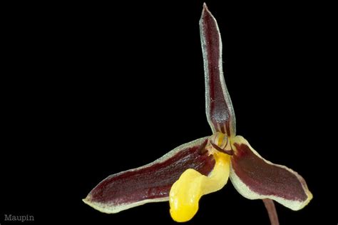 Olasana Flora Bulbophyllum Hapalochilus Alkmaarense