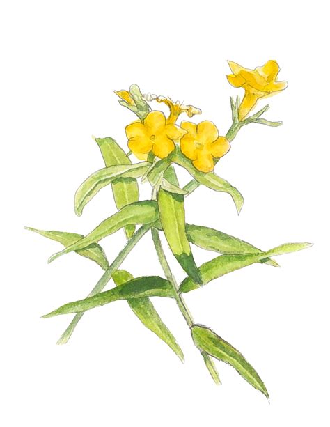Hoary Puccoon Lithospermum Canescens The Center For Pollinator Research